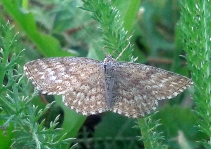 Lewes Wave from Wikcinek on May 25, 2017 at 06:18 PM by Konrad ...