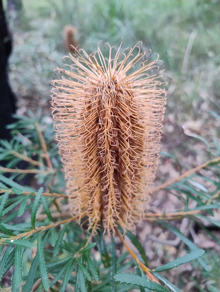 Silver Banksia from Morisset Park NSW 2264, Australia on June 13, 2025 ...