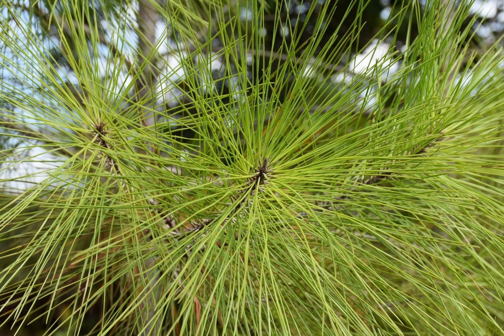 Cuban pine from Provincia de Guantánamo, , Provincia de Guantánamo, CU ...