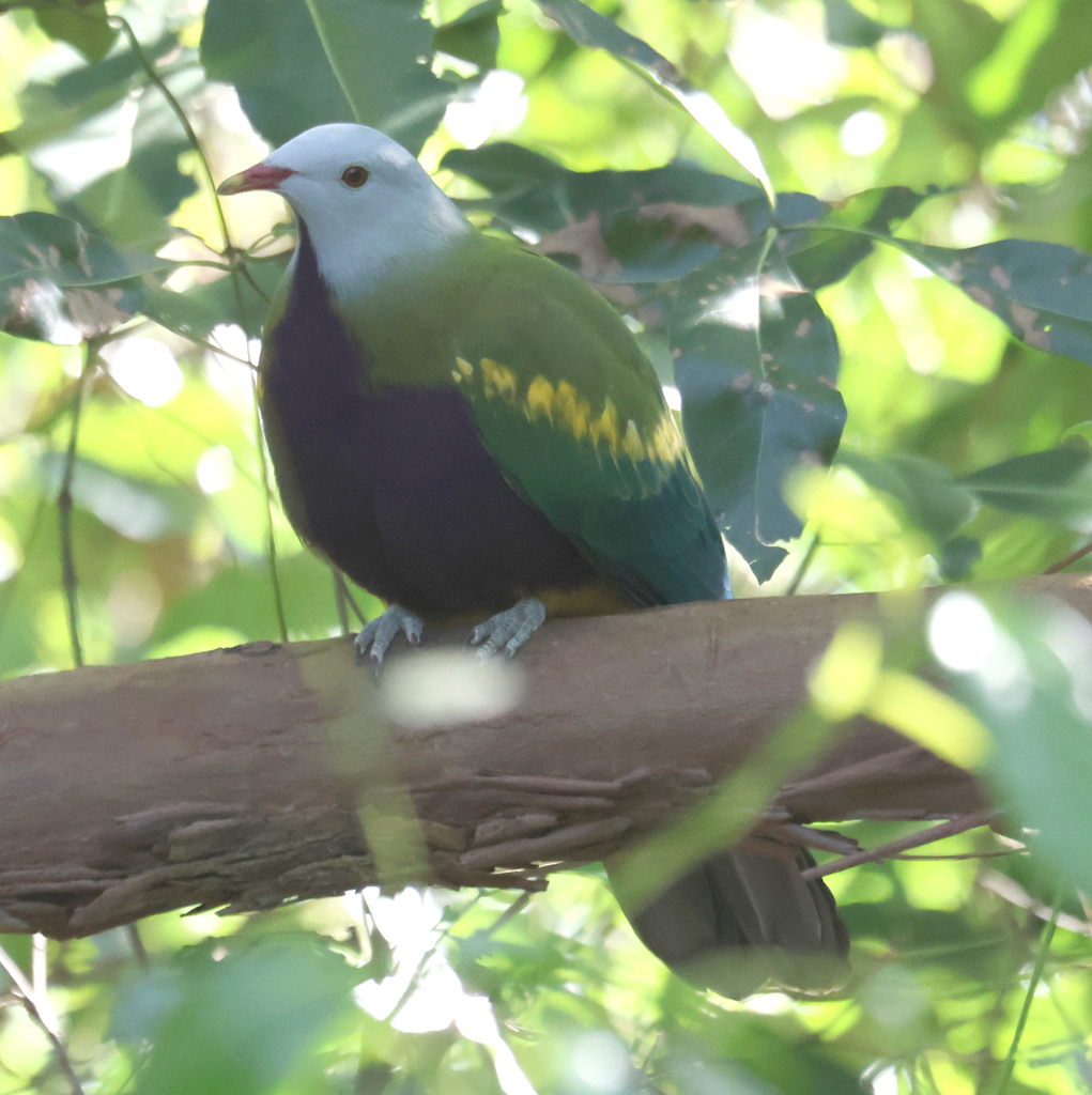Wompoo Fruit Dove from Moorooka, Brisbane QLD, Australia on June 13 ...