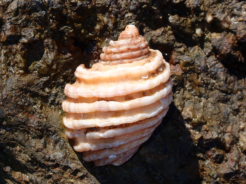 Cart-Rut Shell from Bundagen NSW 2454, Australia on June 12, 2025 at 12 ...