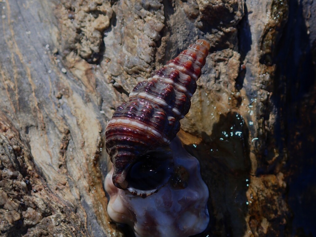 Australian Mud Whelk from Bundagen NSW 2454, Australia on June 12, 2025 ...