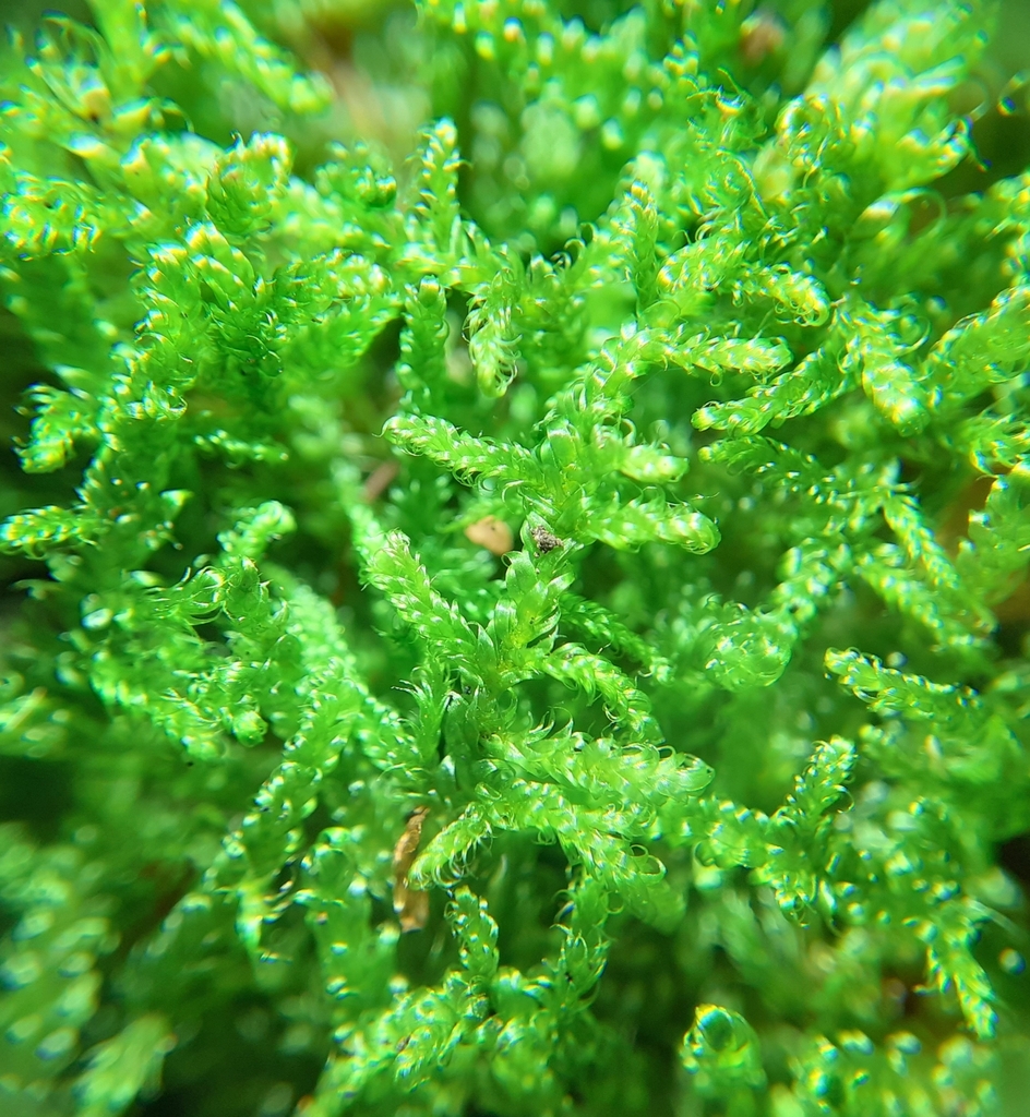 Cypress-leaved Plait-moss from Aighton, Bailey and Chaigley, UK on ...