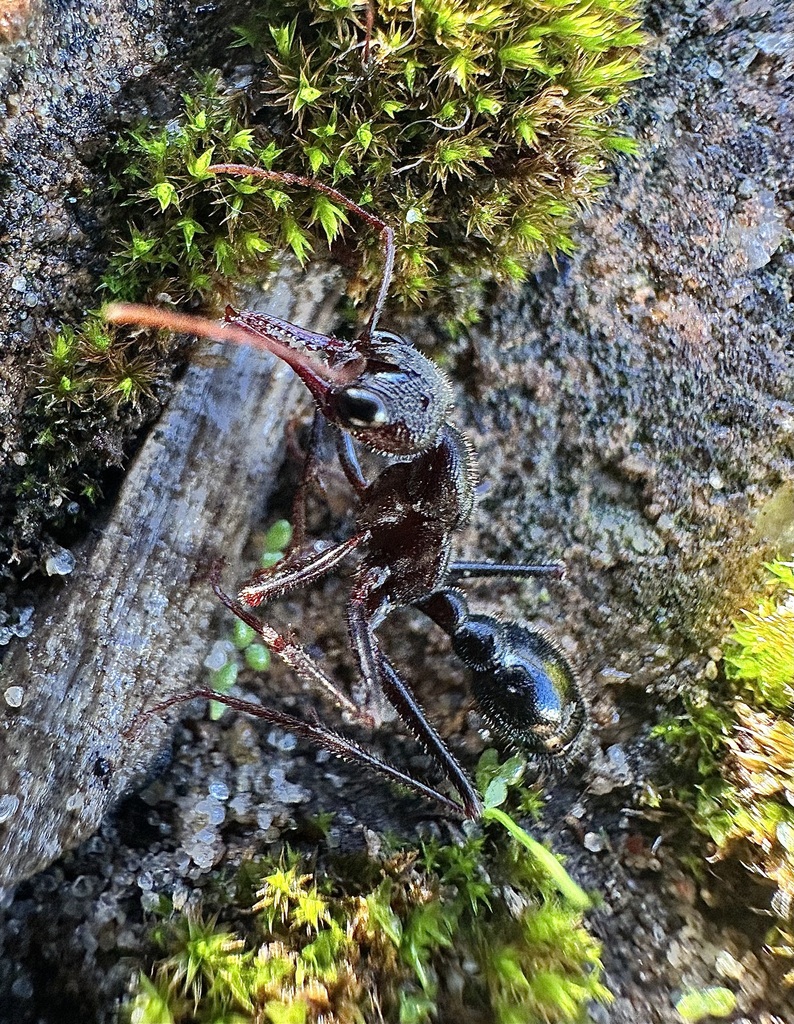 Inch Ant from Seaford Rise SA, Australia on June 13, 2025 at 09:27 AM ...