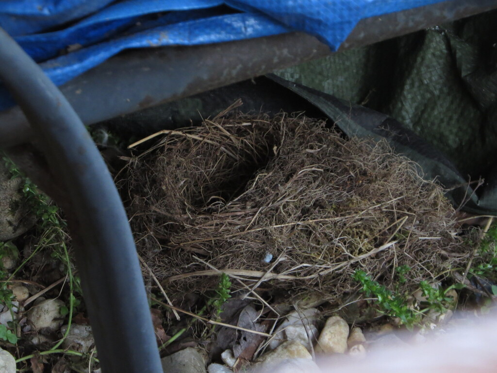 Dark-eyed Junco from Hidden Valley, PA 15501, USA on June 12, 2025 at ...