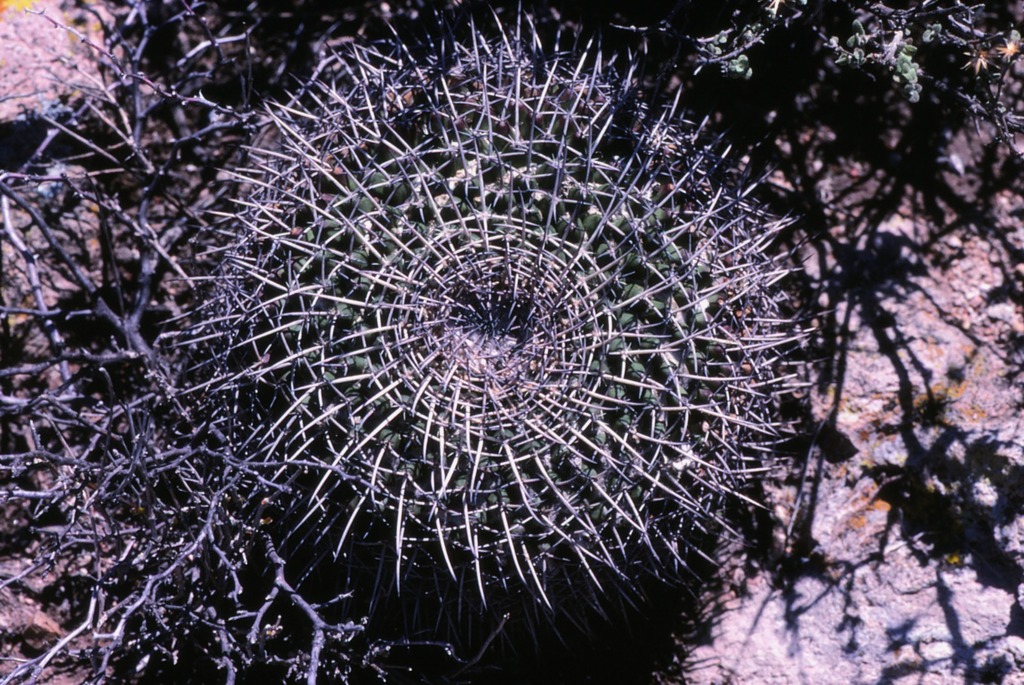 Mammillaria gigantea from San Diego de la Unión, Gto., México on May 9 ...
