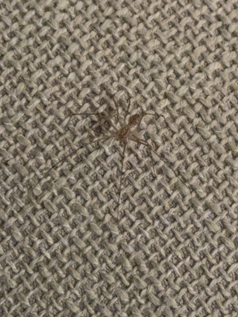 Scytodes atlacoya from Siloam Springs on June 13, 2025 at 06:12 AM by ...