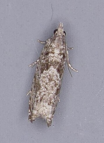 Maple Trumpet Skeletonizer Moth from Charlesbourg (balcon), Quartier 4 ...