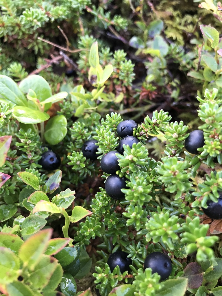 black crowberry from Nationalpark Abisko, Abisko, Norrbotten, SE on ...