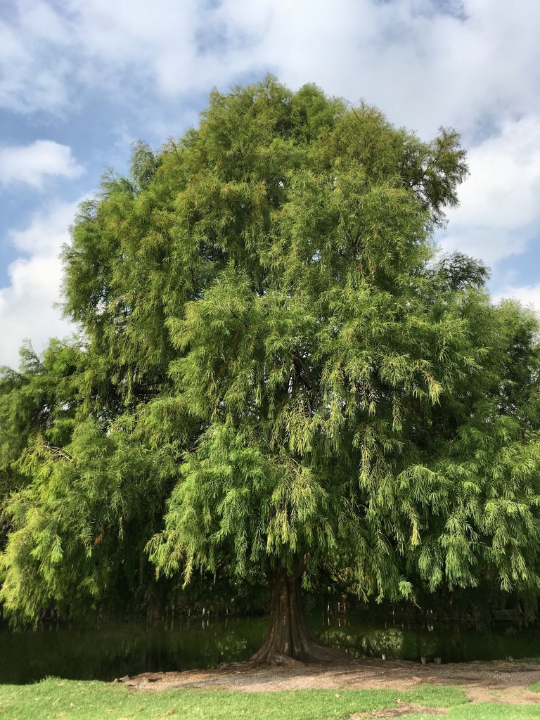 Ahuehuete desde Parque Ecológico de Cuemanco, Mexico City, CDMX, MX el ...