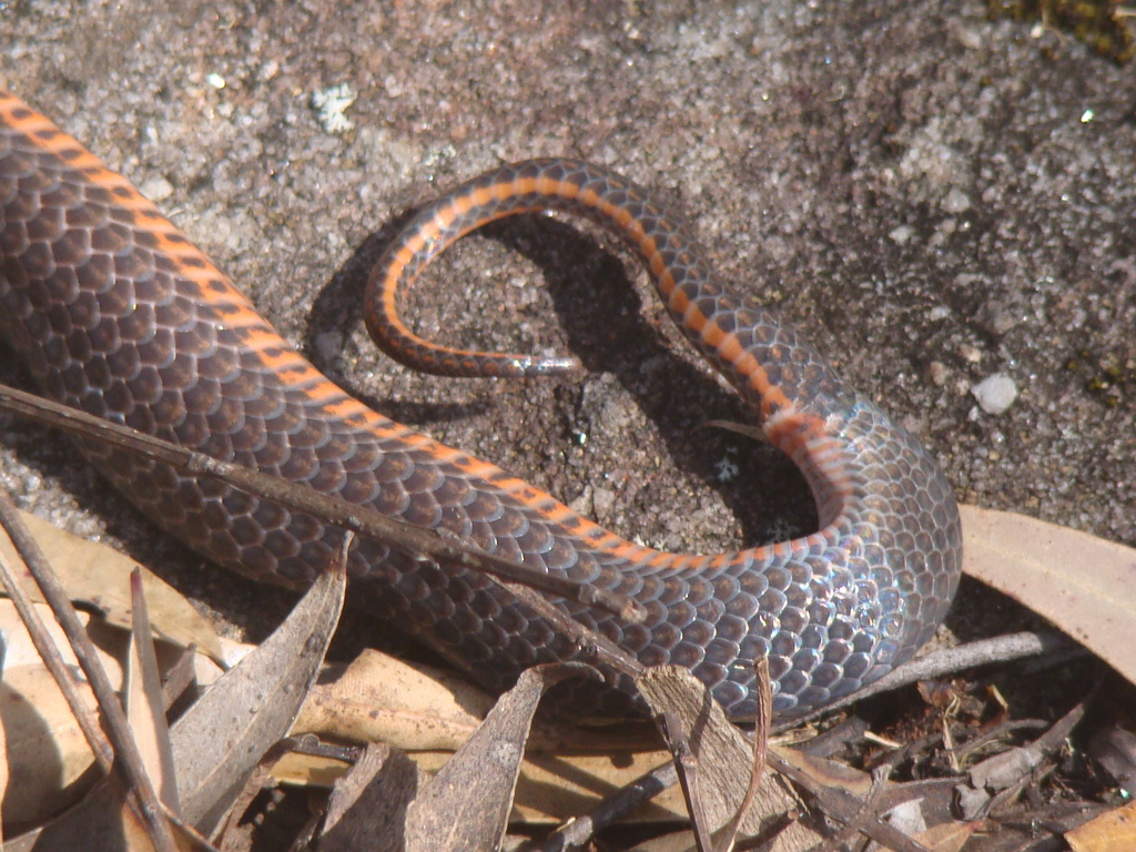 Dwarf Crowned Snakes (Cacophis) - Snakes and Lizards