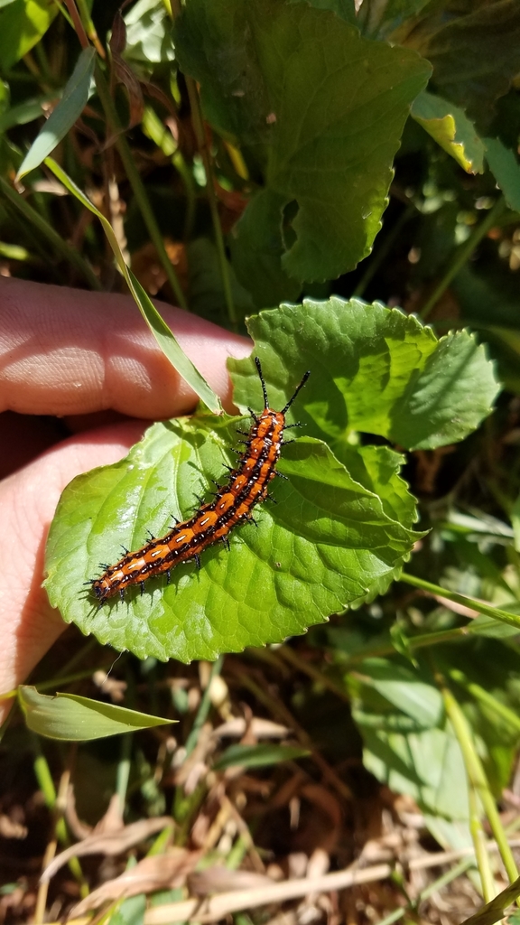 Variegated Fritillary from Roxborough, Philadelphia, PA, USA on ...