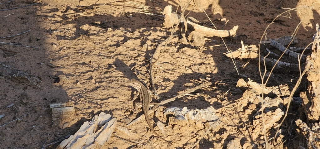 Common Sagebrush Lizard from Montezuma Creek, UT 84534, USA on June 12 ...