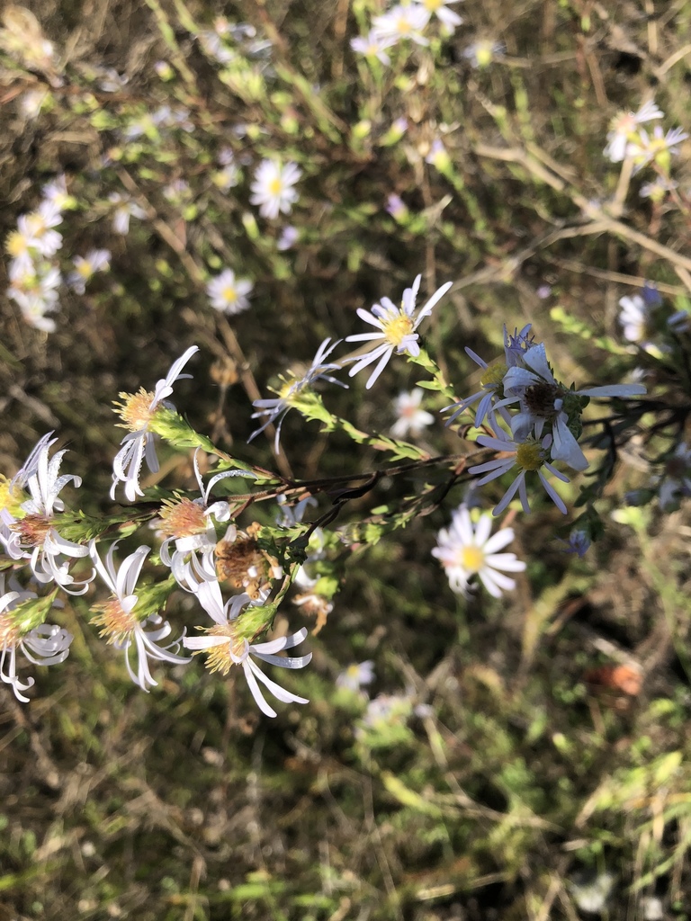 Hall's Aster from Scharen Rd, Eugene, OR, US on September 21, 2019 at ...