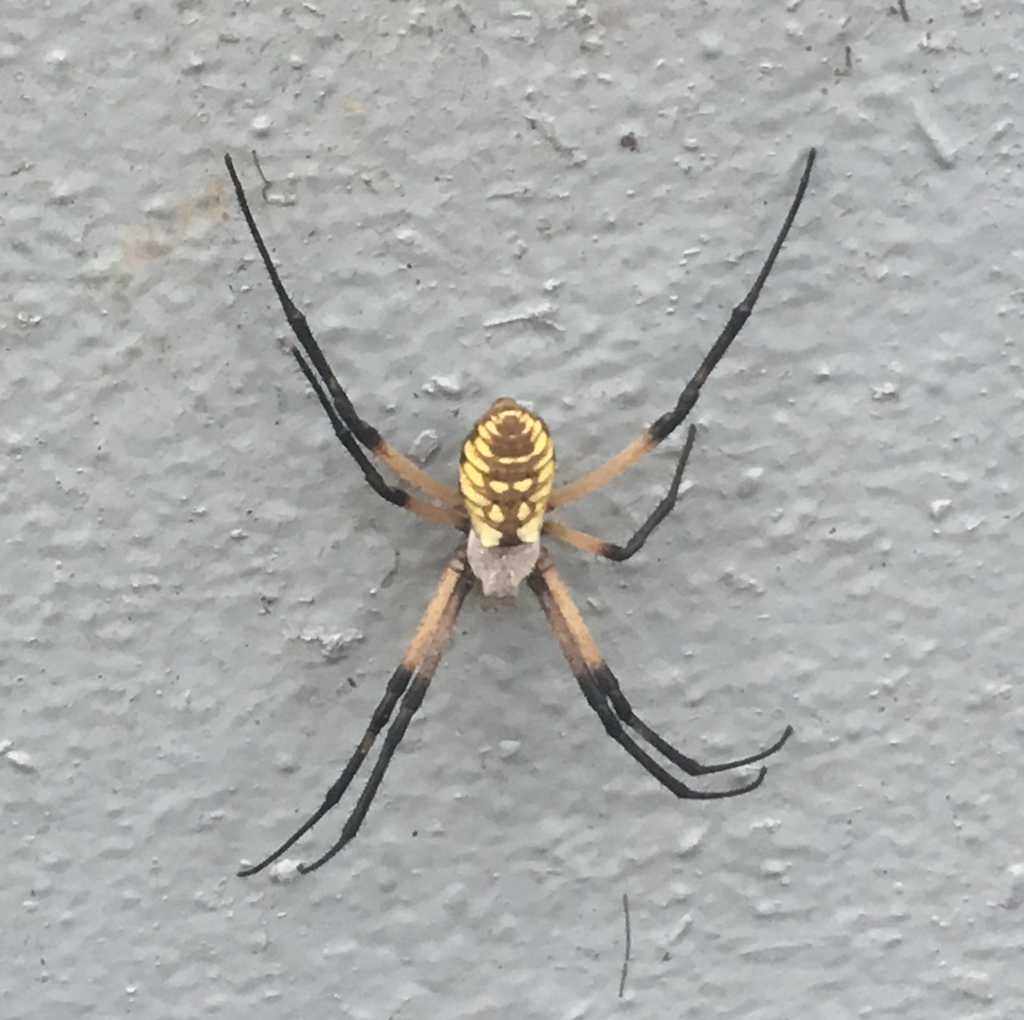 Yellow Garden Spider from Barton Hills, Austin, TX, USA by Bob Main ...