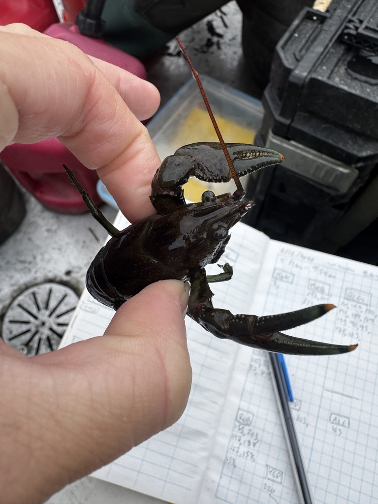 Rusty Crayfish from Onondaga Lake, Liverpool, NY, US on June 13, 2025 ...