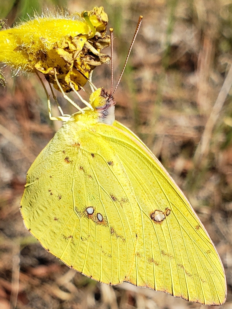 Cloudless Sulphur from Waterford, MS 38685, USA on September 18, 2019 ...
