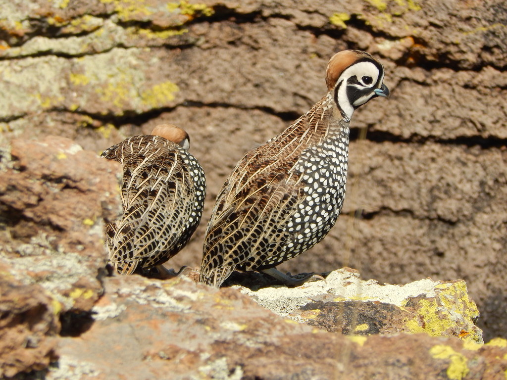 Codorniz de Moctezuma (Catálogo de observaciones ) · iNaturalist