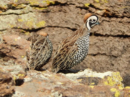 Codorniz de Moctezuma (Catálogo de observaciones ) · iNaturalist