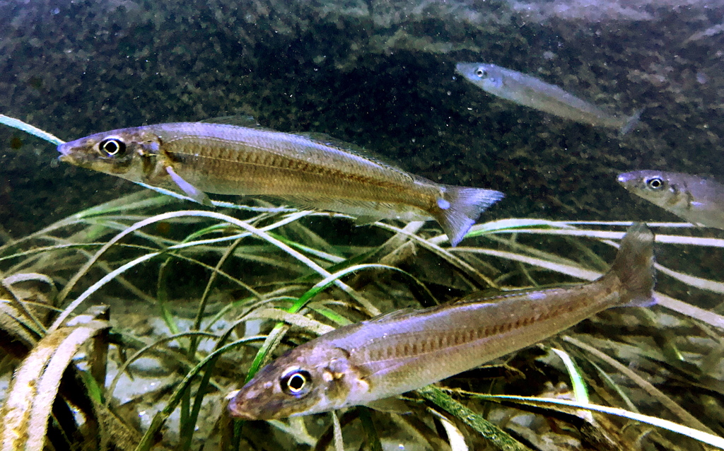 Japanese Whiting (Sillago japonica) - Marine Life Identification