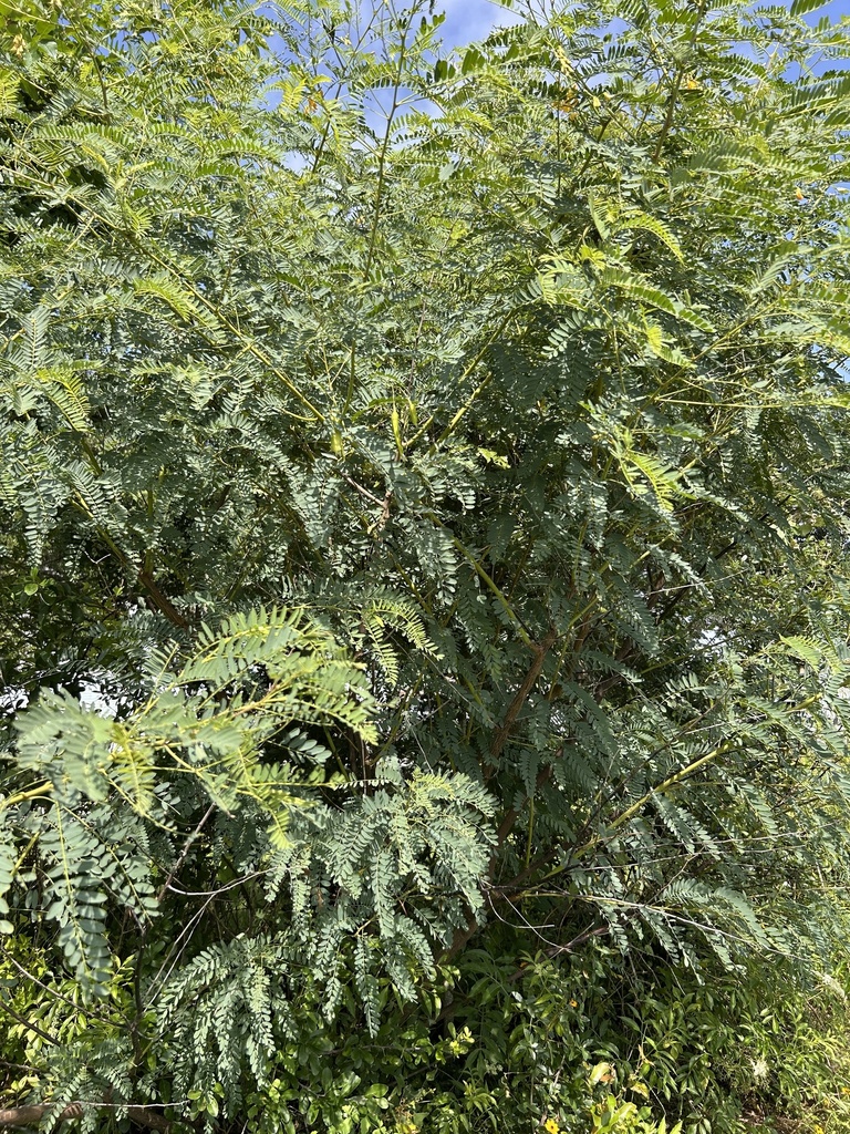 Rattlebush from Galveston Island, Galveston, TX, US on June 13, 2025 at ...