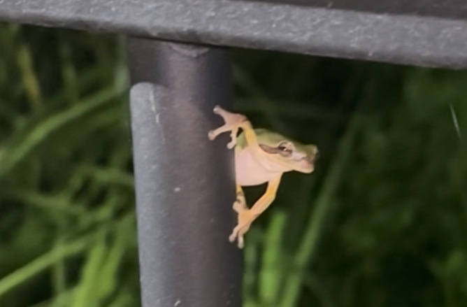Common Chinese Tree Frog from 臺灣島, 中埔鄉, 嘉義縣, TW on June 14, 2025 at 12: ...