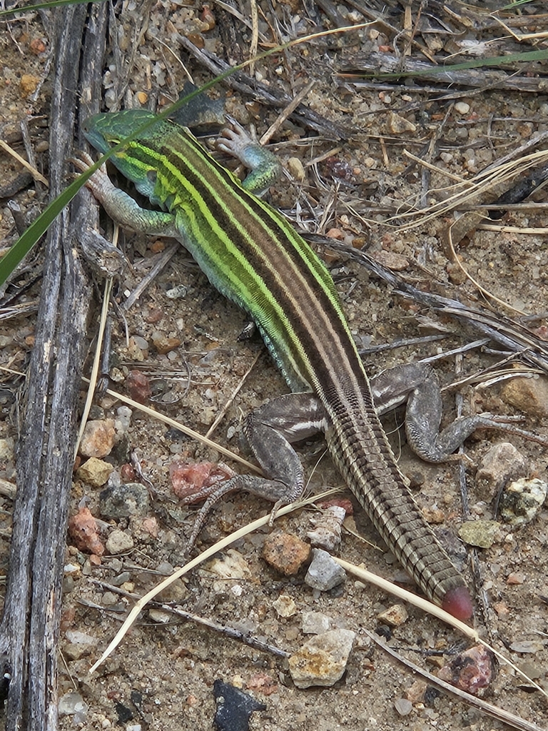 Prairie Racerunner from Kit Carson, CO 80825, USA on June 13, 2025 at ...