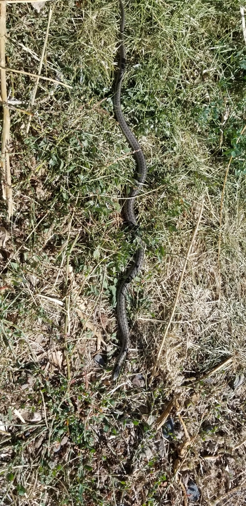 Wandering Garter Snake from Cedaredge, CO 81413, USA on September 21 ...