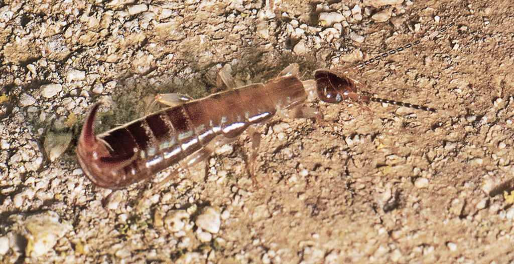 Ring-legged Earwig from Canyon Lake, TX, USA on June 12, 2025 at 10:51 ...