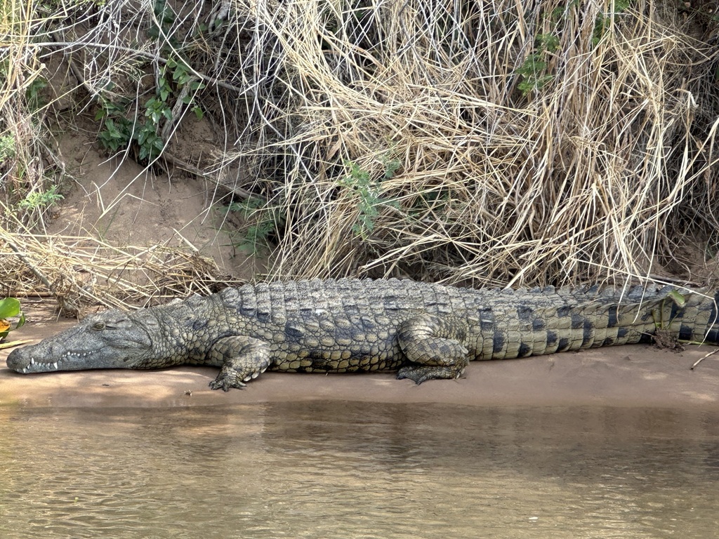 Southern African Crocodile from Chirundu, Zambia on June 7, 2025 at 12: ...
