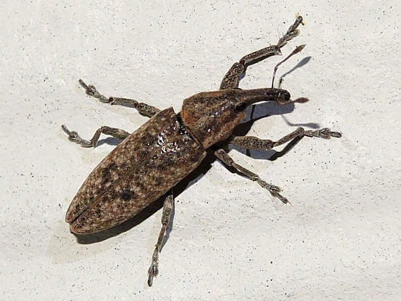 Rhubarb Weevil from Jamaica Bay Wildlife Refuge, Queens, NY, USA on ...