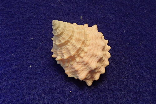 Tectarius pagodus · iNaturalist