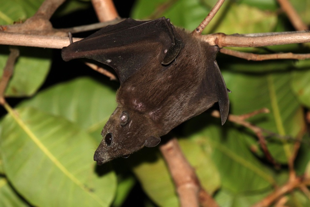 Egyptian Rousette (Rousettus aegyptiacus) - Know Your Mammals