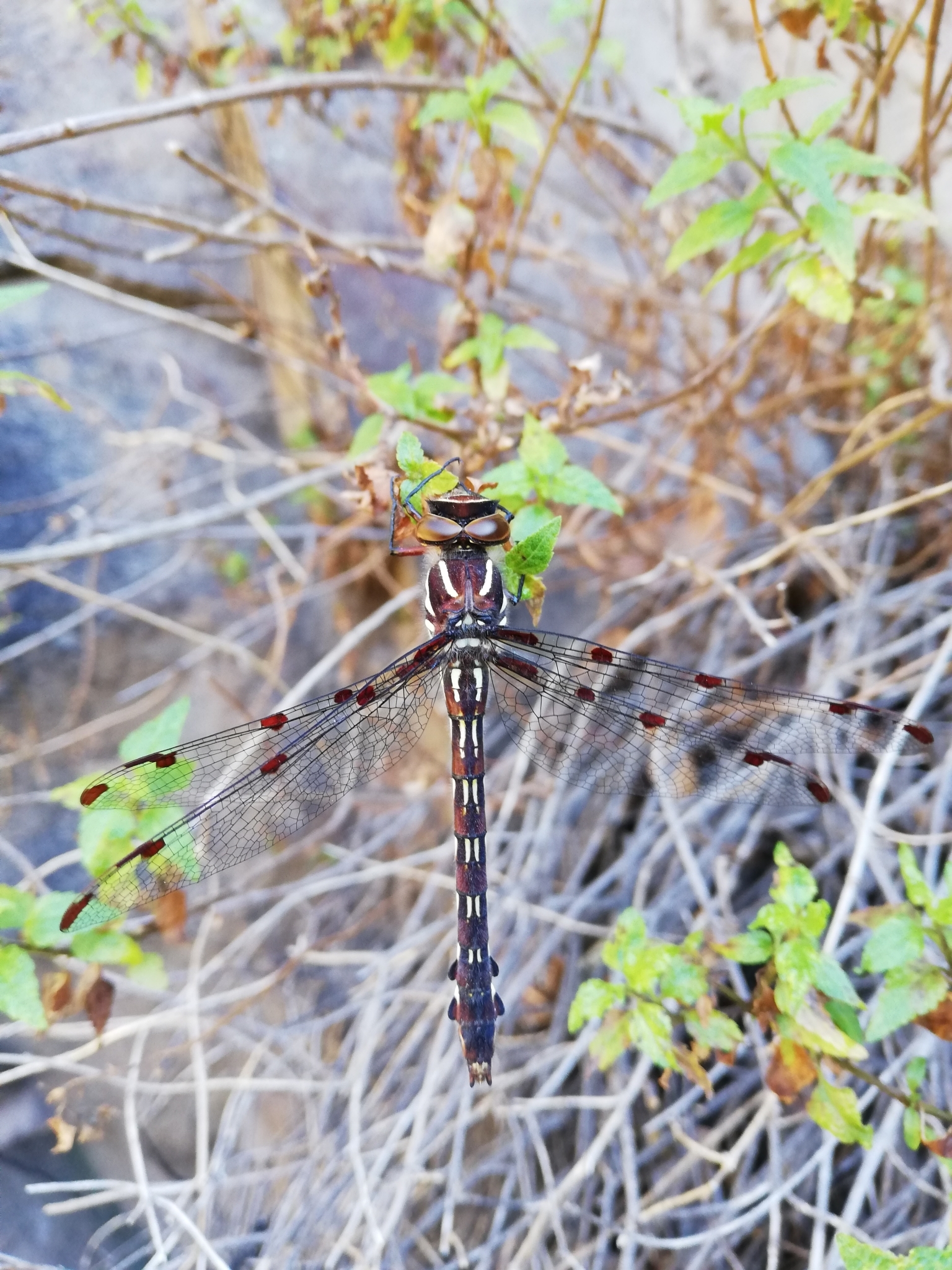 Austropetaliidae