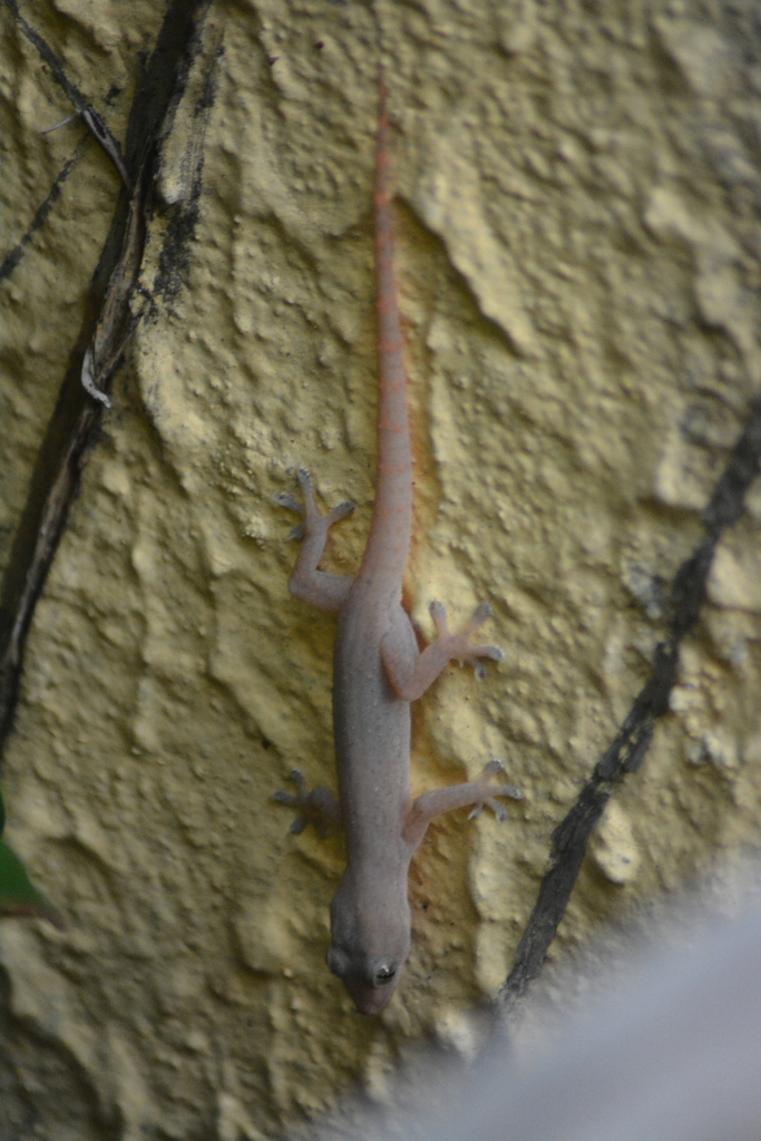 House Geckos from St Augustine, Trinidad and Tobago on September 20 ...