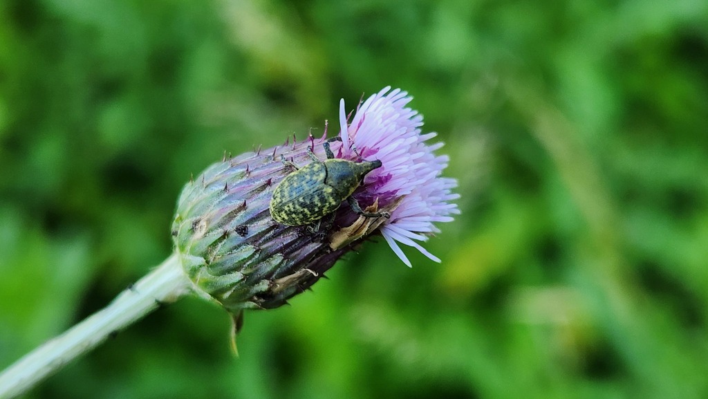 Turbine Cylindrical Weevil from Town Center, Columbia, MD, USA on June ...