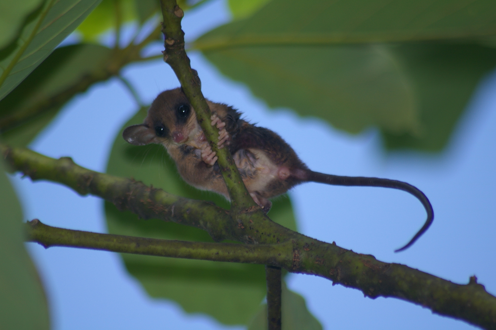 Marmosa robinsoni Bangs, 1898