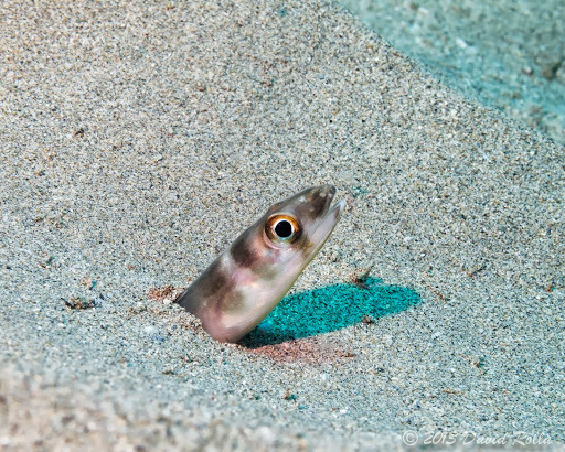 Large-eye Conger (Ariosoma bowersi) - Marine Life Identification