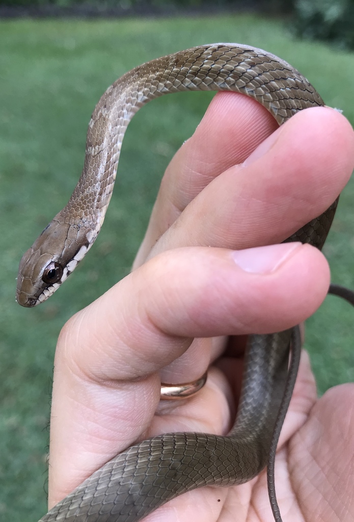 Boddaert's Tropical Racer from Avenida 9, Cali, Valle Del Cauca, CO on ...