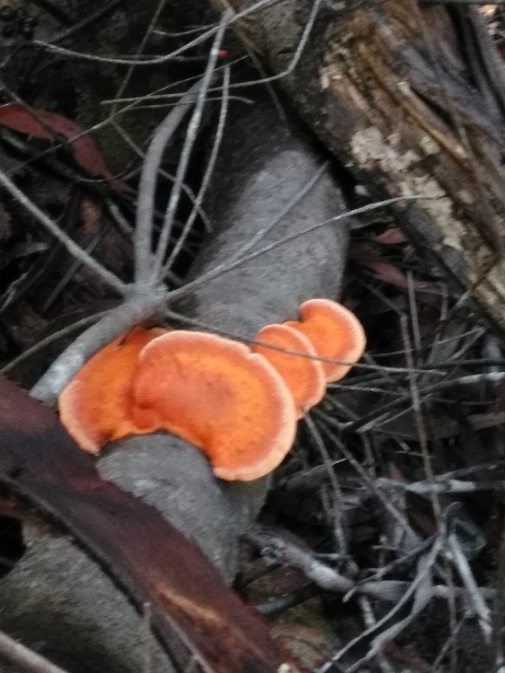 Southern Cinnabar Polypore from Somersby NSW 2250, Australia on ...