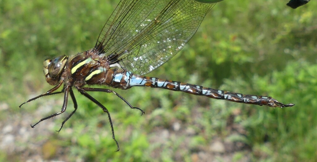 Springtime Darner from Lac des Roches Sud-Ouest (Beauport), Quartier 5 ...