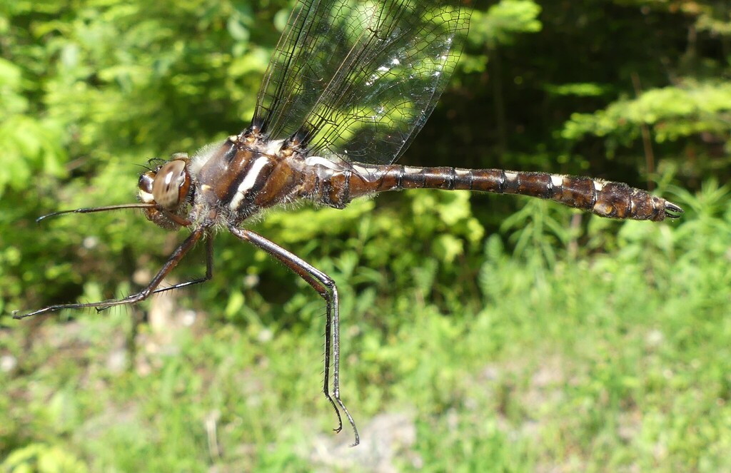 Stream Cruiser from Petit Lac des Roches, Charlesbourg, Quartier 4-3 ...