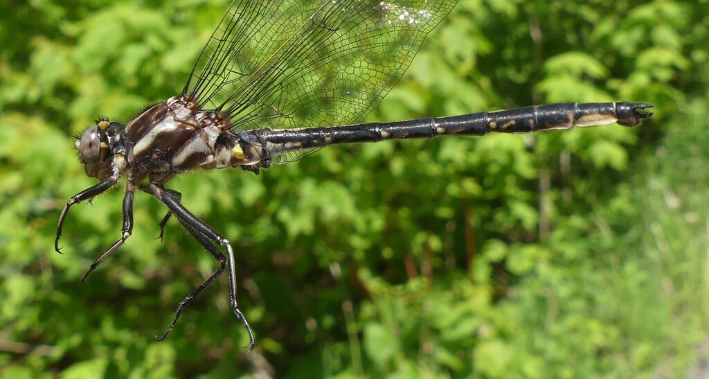 Dusky Clubtail from Petit Lac des Roches, Charlesbourg, Quartier 4-3 ...