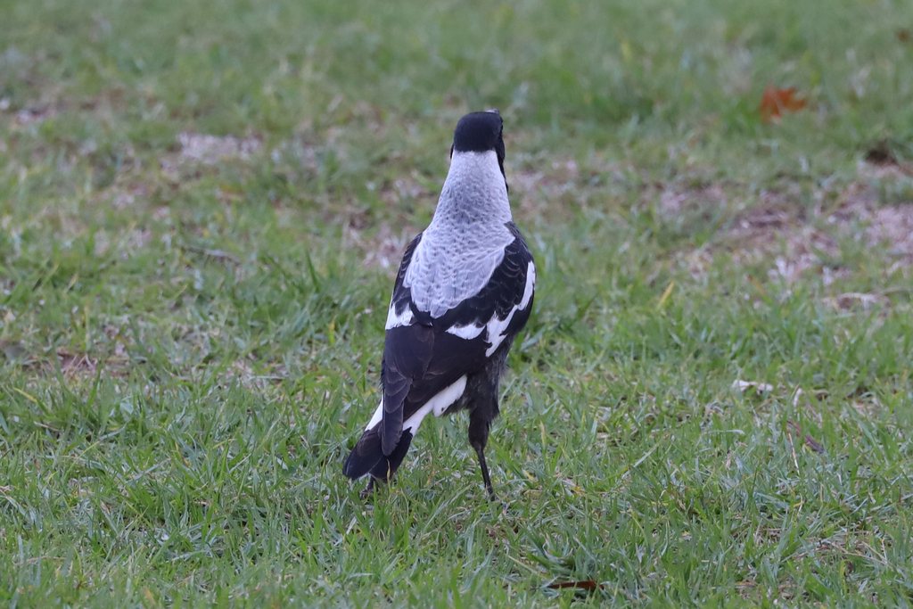 Australian Magpie from Adelaide SA, Australia on May 31, 2025 at 04:48 ...