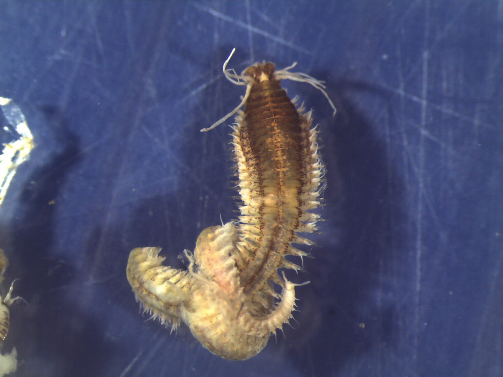 Polychaete Worms from Nanaimo, BC, Canada on October 3, 2016 at 10:11 ...