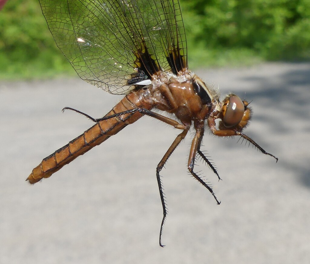 Chalk-fronted Corporal from Lac des Roches Sud-Ouest, BeauportQuartier ...