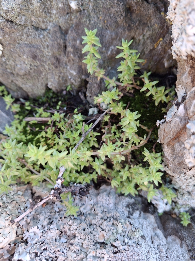Australian Stonecrop from Porirua 5026, New Zealand on June 14, 2025 at ...