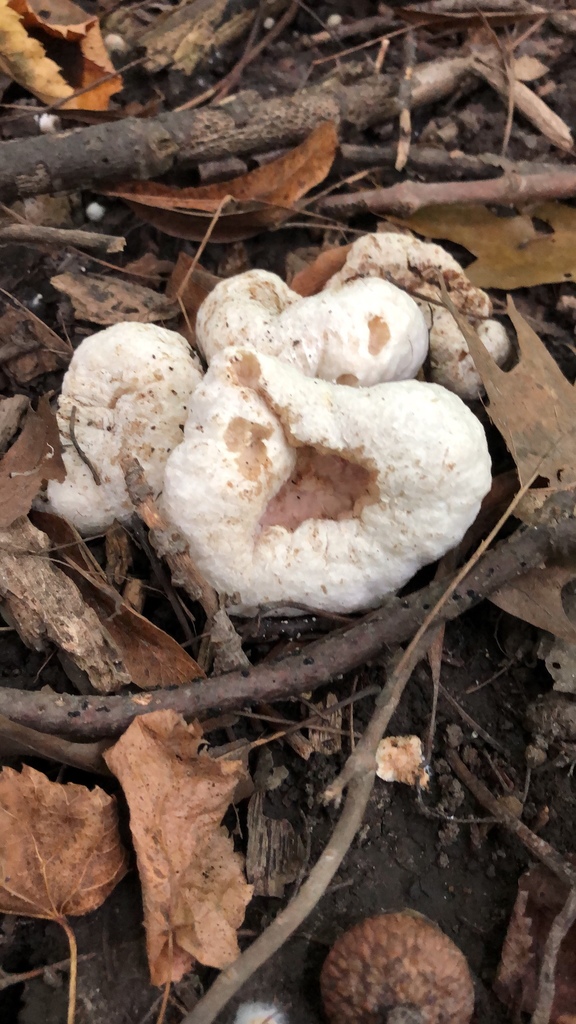 Aborted entoloma from Edgebrook Woods Preserve, Chicago, IL, US on ...