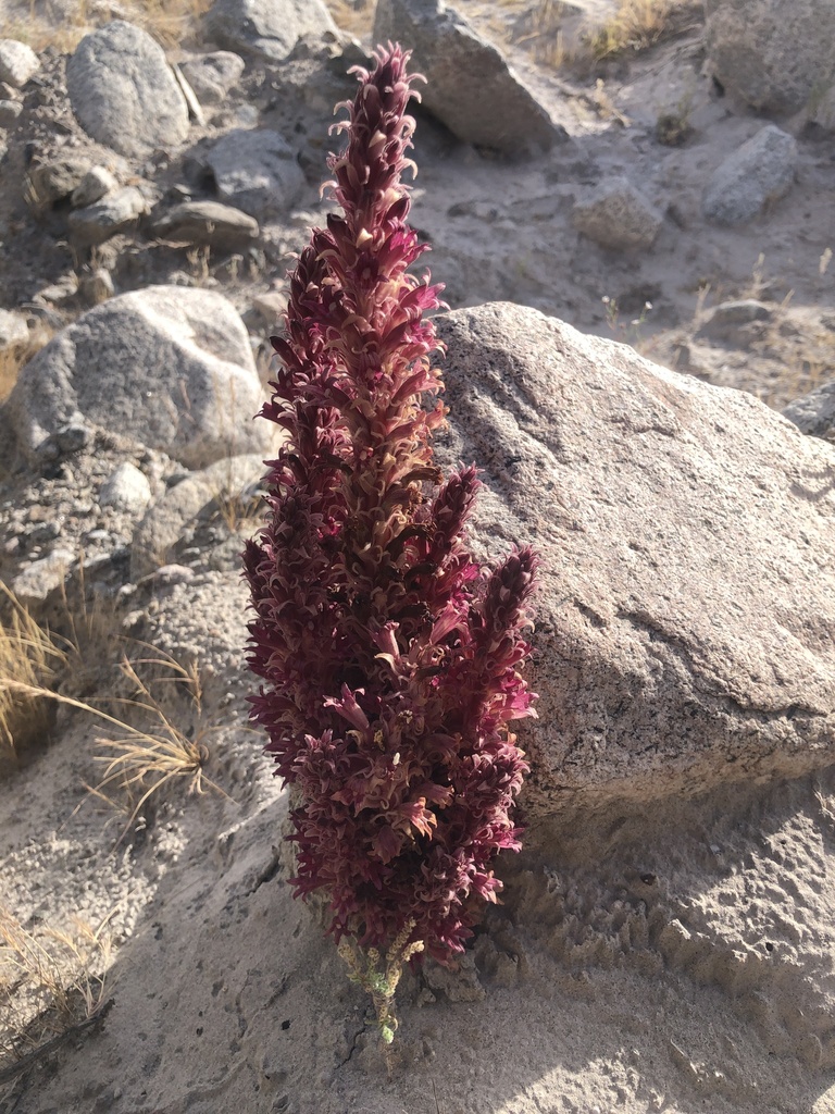 (Aphyllon weberbaueri) - Botanical Realm