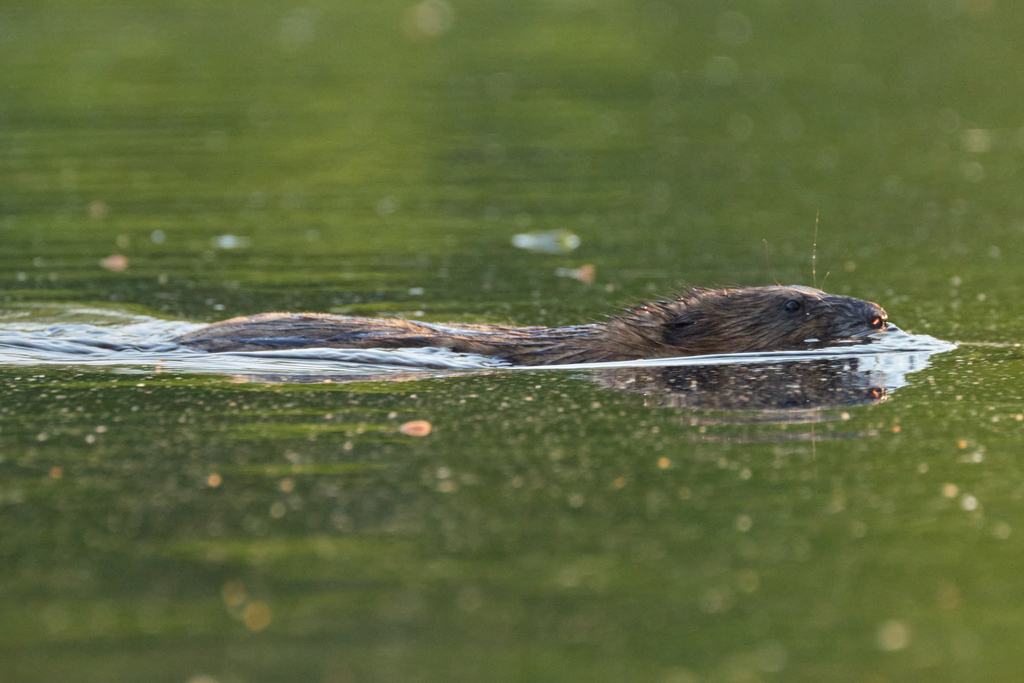 Muskrat from Upper Suncook River, Barnstead, NH, USA on June 12, 2025 ...